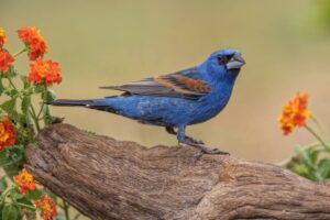 13 Stunning Small Blue Birds (With Pictures)
