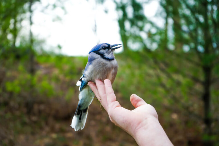 Are Blue Jays Friendly To Humans? [Habits Explained]