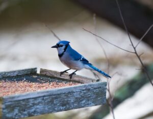 13 Stunning Small Blue Birds (With Pictures)