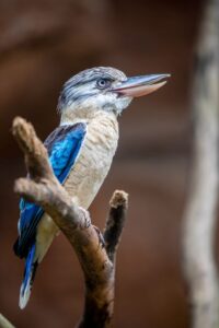 37 Stunning Birds With Mohawks (With Pictures)