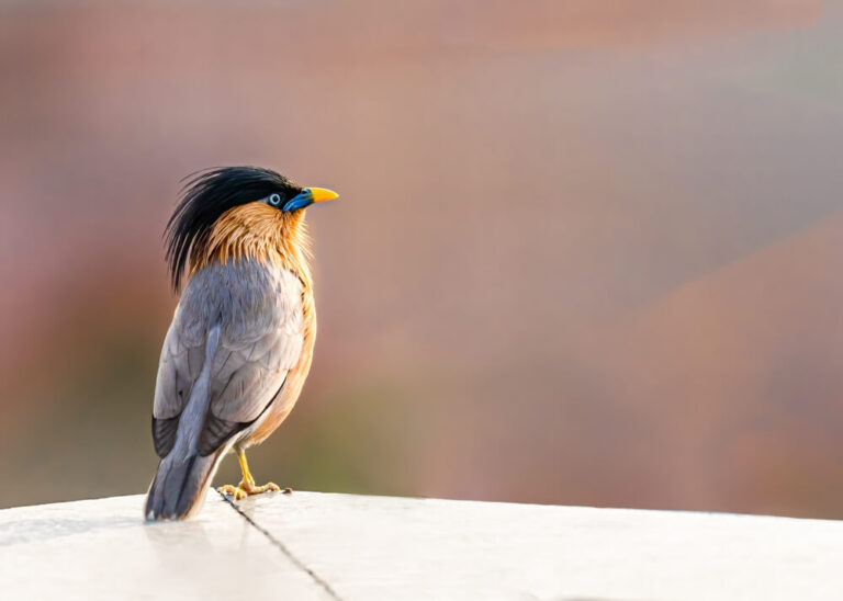37 Stunning Birds With Mohawks (With Pictures)