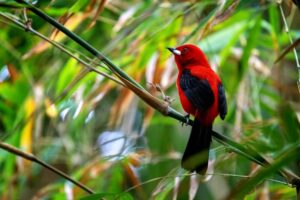 28 Birds With Red Heads (With Pictures & Facts)