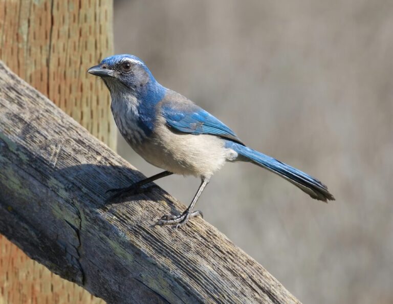 13 Stunning Small Blue Birds (With Pictures)