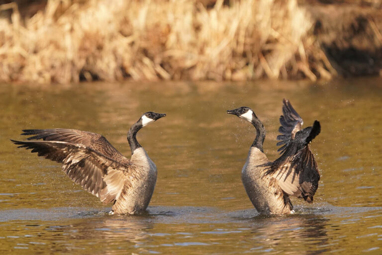 18 Interesting Facts About Canada Goose