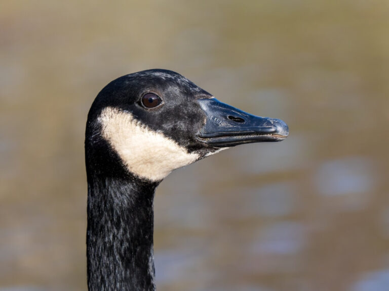 18 Interesting Facts About Canada Goose