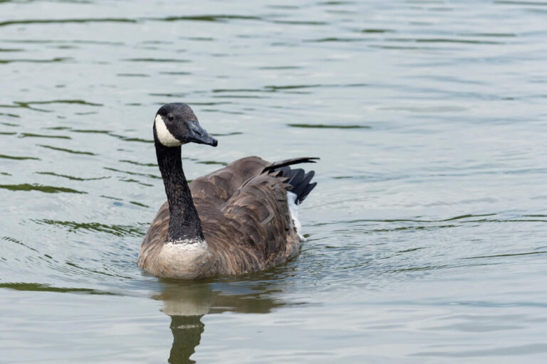 29 Birds That Start With G (With Pictures) - BirdChronicle.com