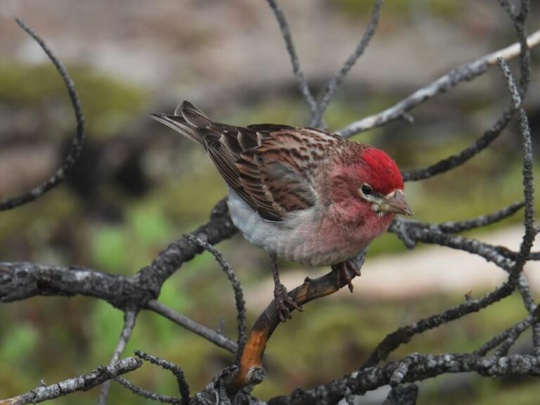 28 Birds With Red Heads (With Pictures & Facts)