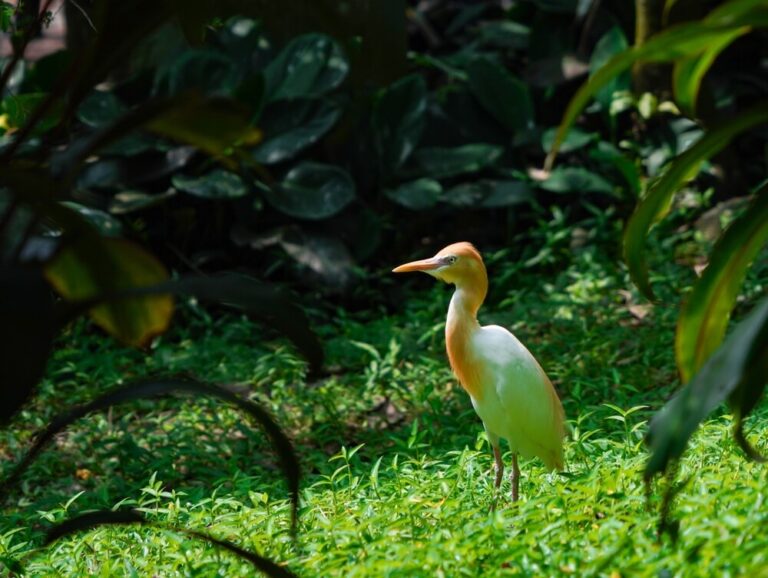 26 Birds That Eat Other Birds (With Photos)