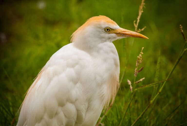 41 Gorgeous Birds With Orange Beaks - BirdChronicle.com