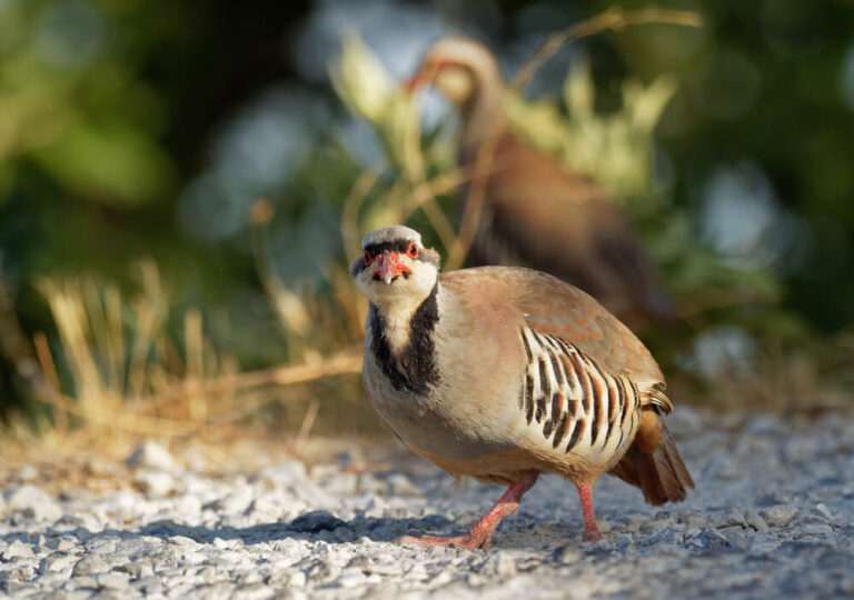 41 Gorgeous Birds With Orange Beaks - BirdChronicle.com