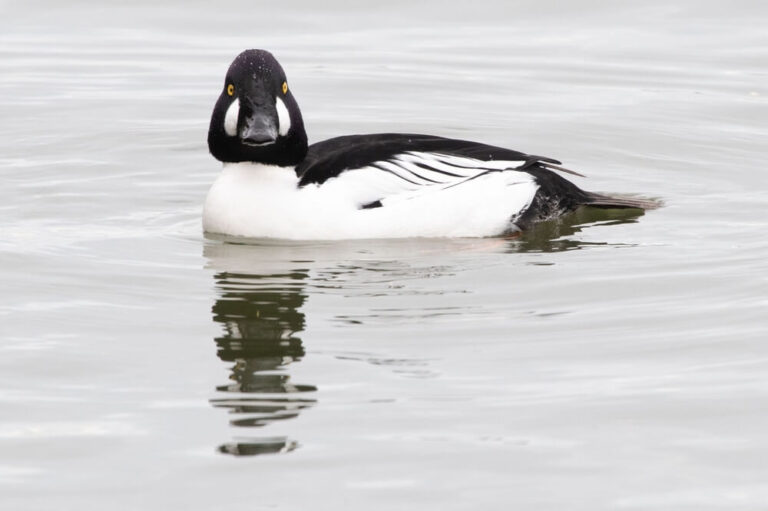 21 Incredible Black And White Birds In Colorado