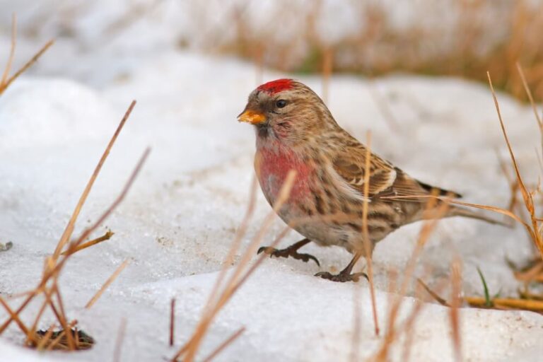 28 Birds With Red Heads (With Pictures & Facts)