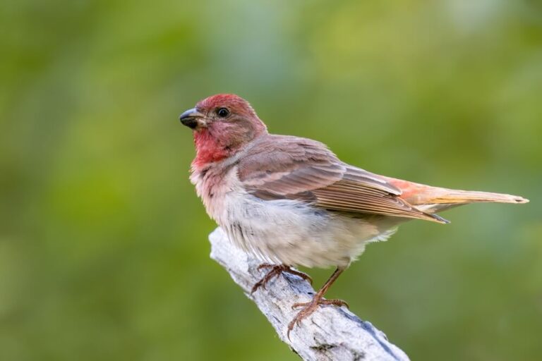 28 Birds With Red Heads (With Pictures & Facts)