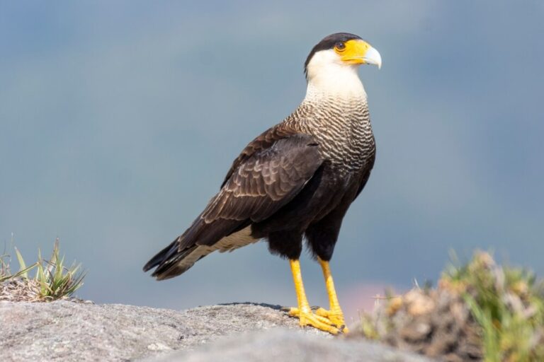 20 Birds With Crests In North America (With Pictures)