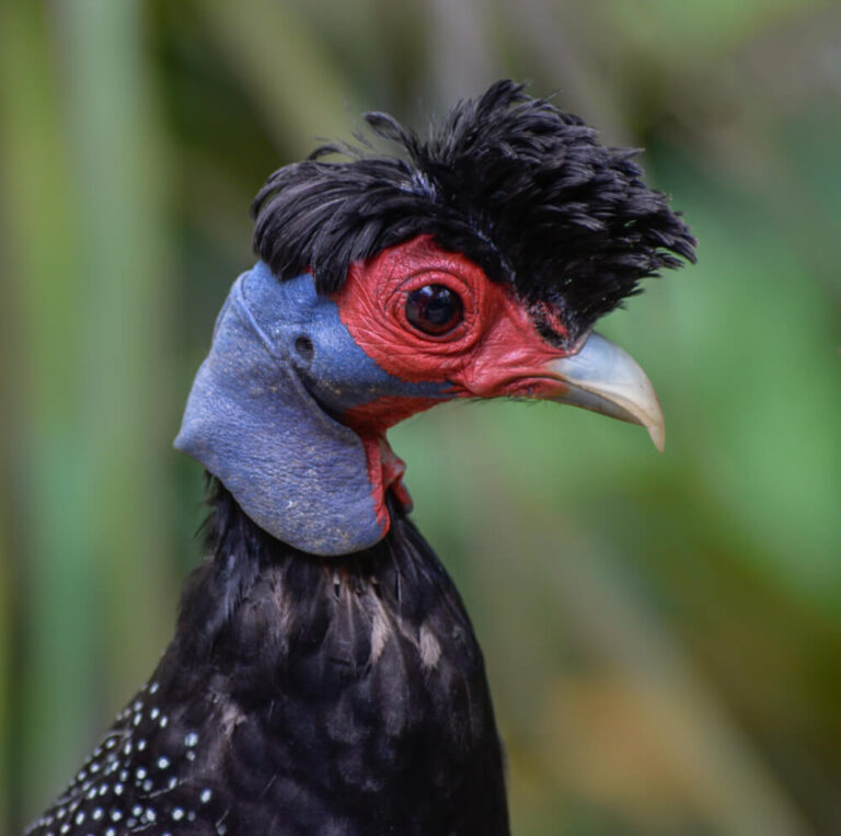 37 Stunning Birds With Mohawks (With Pictures)