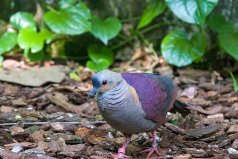 43 Amazing Purple Birds (With Photos)