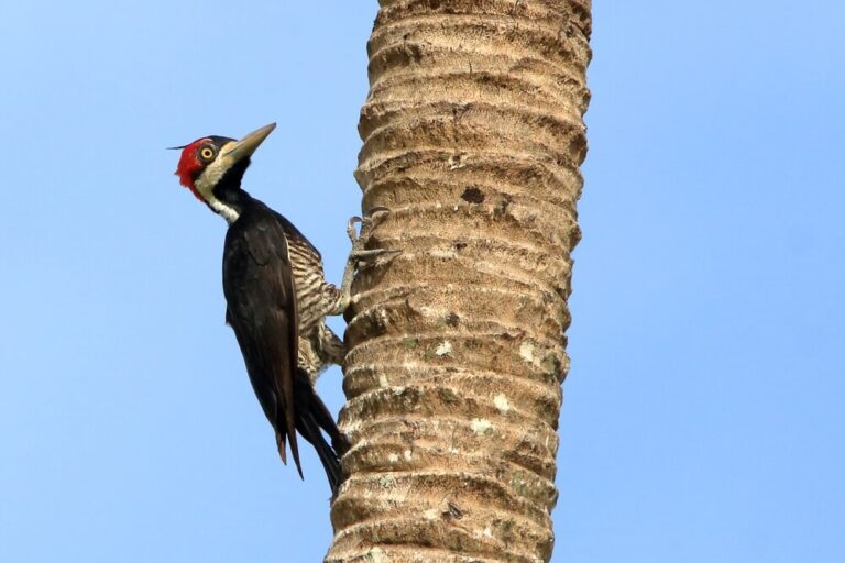 28 Birds With Red Heads (With Pictures & Facts)