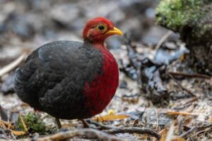 28 Birds With Red Heads (With Pictures & Facts)