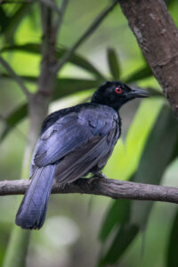 43 Amazing Purple Birds (With Photos)