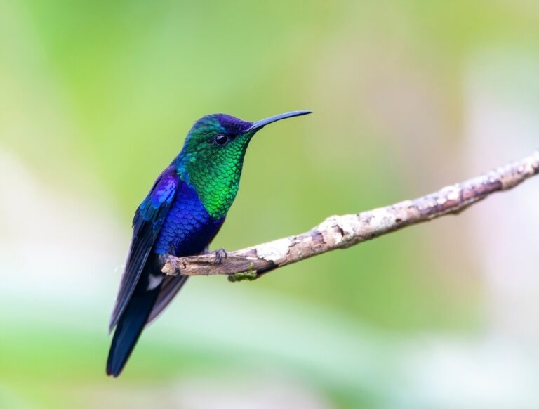 43 Amazing Purple Birds (With Photos)