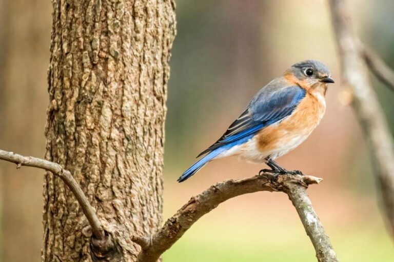 13 Stunning Small Blue Birds (With Pictures)