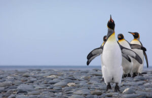 31 Birds That Start With E (With Pictures)