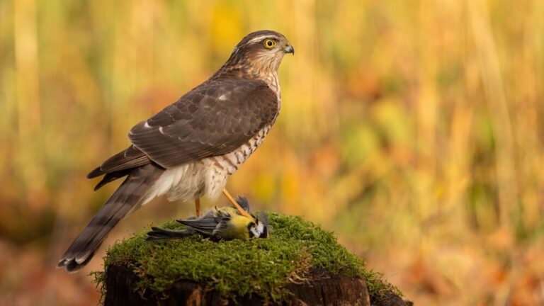 26 Birds That Eat Other Birds (With Photos)
