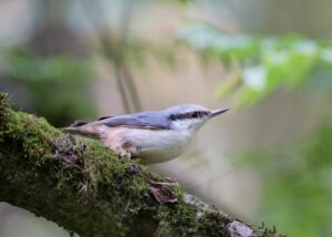 Birdwatching For Beginners: The Ultimate Guide (2025)