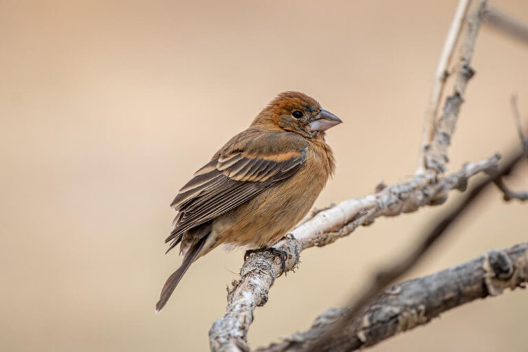 15 Interesting Facts About Blue Grosbeaks (With Photos)