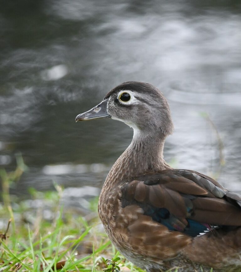 21 Facts About Wood Ducks
