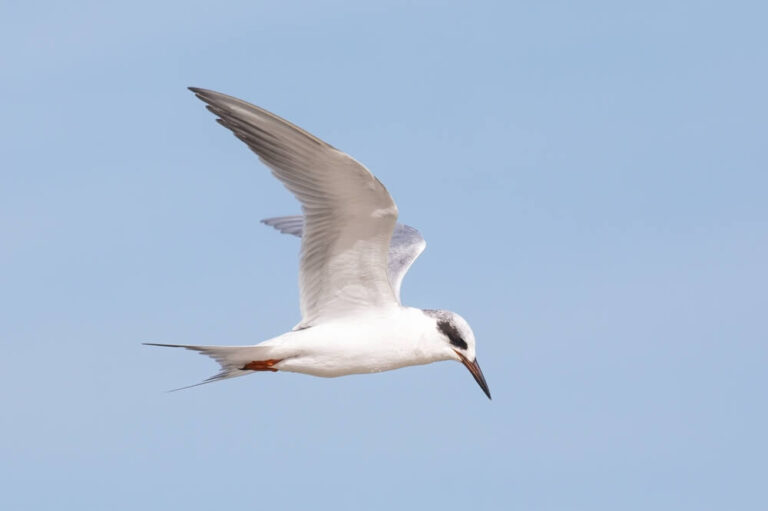 9 Adorable Small White Birds (Species ID Guide & Pictures)