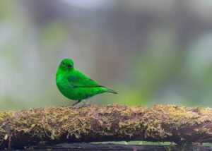 21 Beautiful Small Green Birds (With Pictures & Facts)