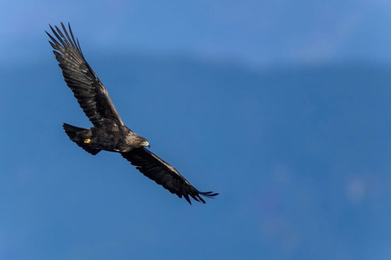 Golden Eagle Facts: Wingspan, Diet & Size (Ultimate Guide)