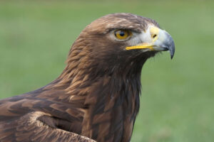 Golden Eagle Facts: Wingspan, Diet & Size (Ultimate Guide)