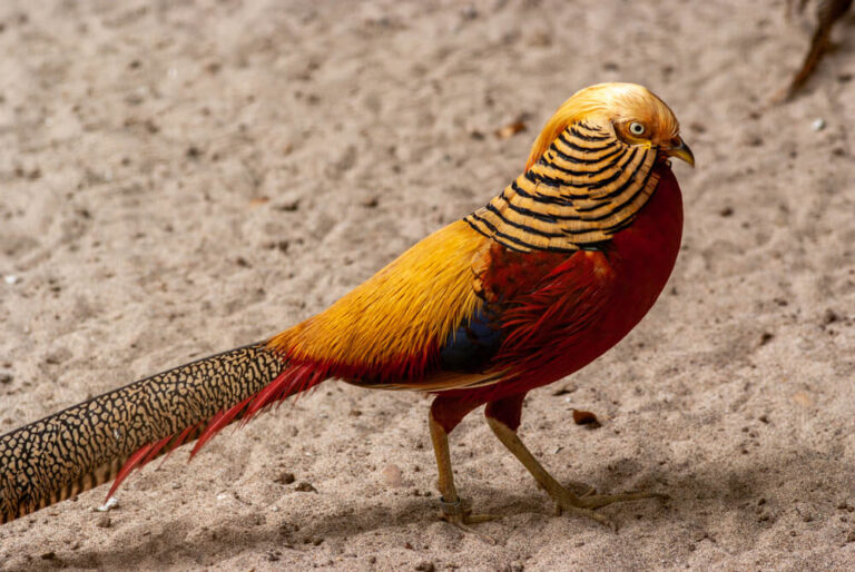 37 Stunning Birds With Mohawks (With Pictures)