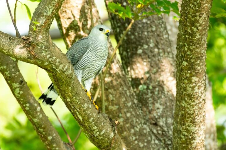 17 Incredible White Birds of Prey (ID Guide with Pictures)
