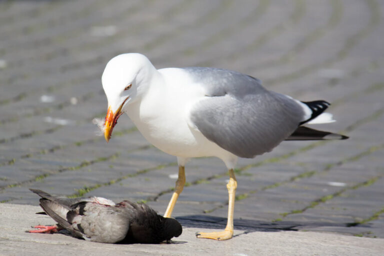 26 Birds That Eat Other Birds (With Photos)
