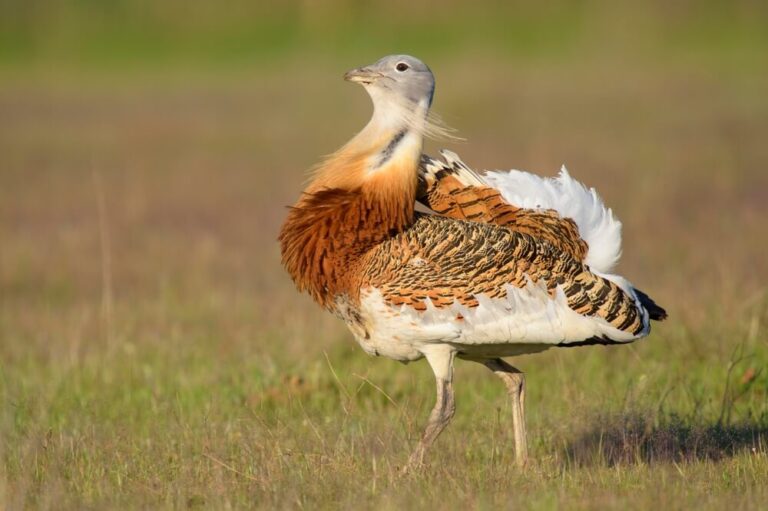 17 Biggest Birds In The World (Photos)