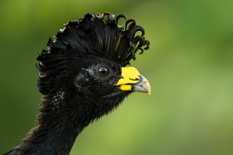 37 Stunning Birds With Mohawks (With Pictures)