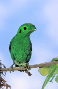 21 Beautiful Small Green Birds (With Pictures & Facts)