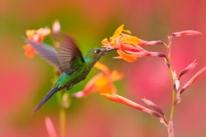 21 Beautiful Small Green Birds (With Pictures & Facts)