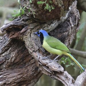 21 Beautiful Small Green Birds (With Pictures & Facts)
