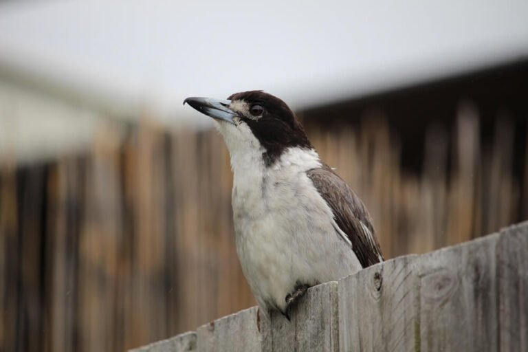 26 Birds That Eat Other Birds (With Photos)