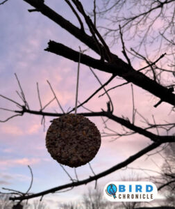 How To Make A Hanging Suet Bird Feeder (With Tips For Success!)