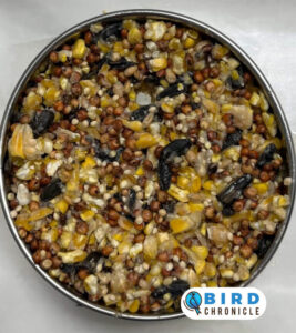 How To Make A Hanging Suet Bird Feeder (With Tips For Success!)