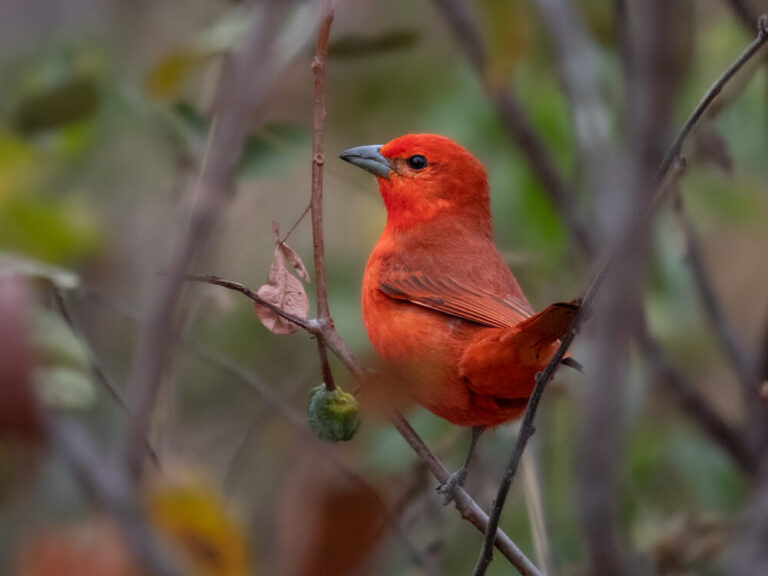 9 Small Red Birds (Pictures Included)