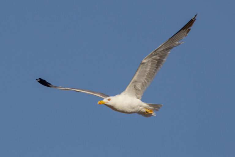 26 Birds That Eat Other Birds (With Photos)