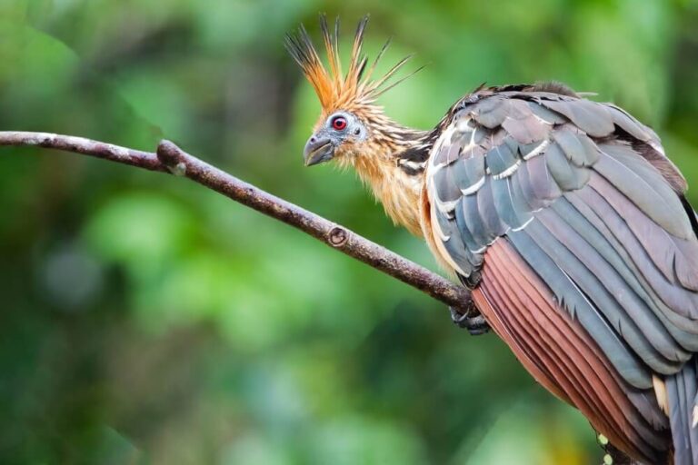 37 Stunning Birds With Mohawks (With Pictures)