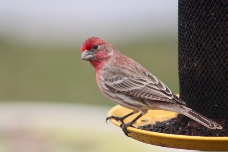 9 Small Red Birds (Pictures Included)