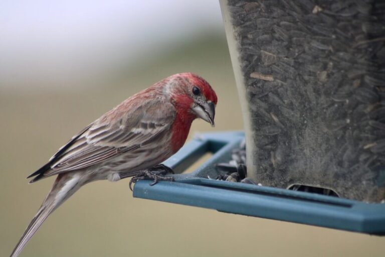 28 Birds With Red Heads (With Pictures & Facts)
